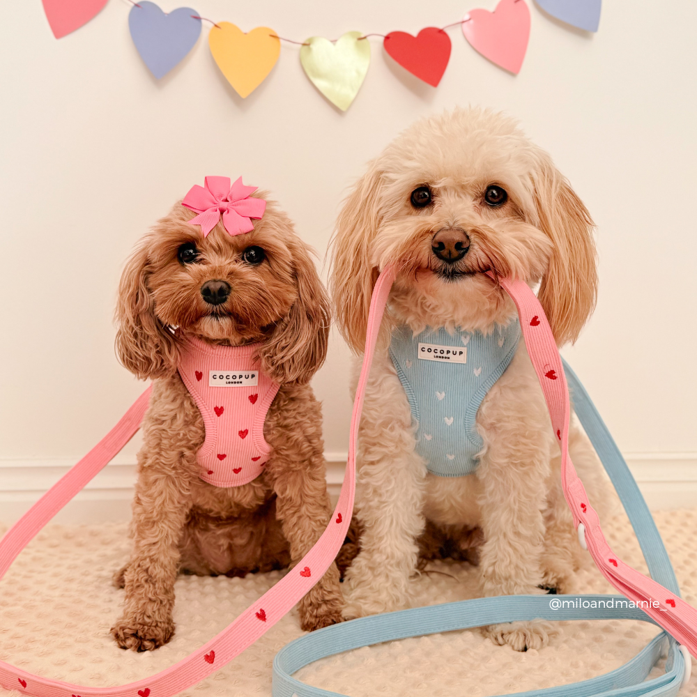 Blue Heartstrings Cord Dog Lead | Cocopup London