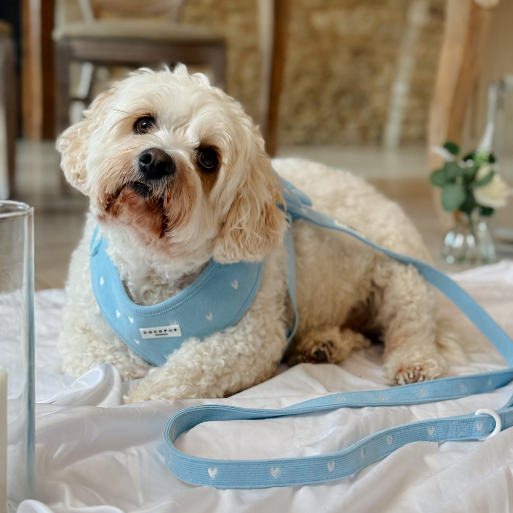 Blue Heartstrings Cord Dog Lead | Cocopup London